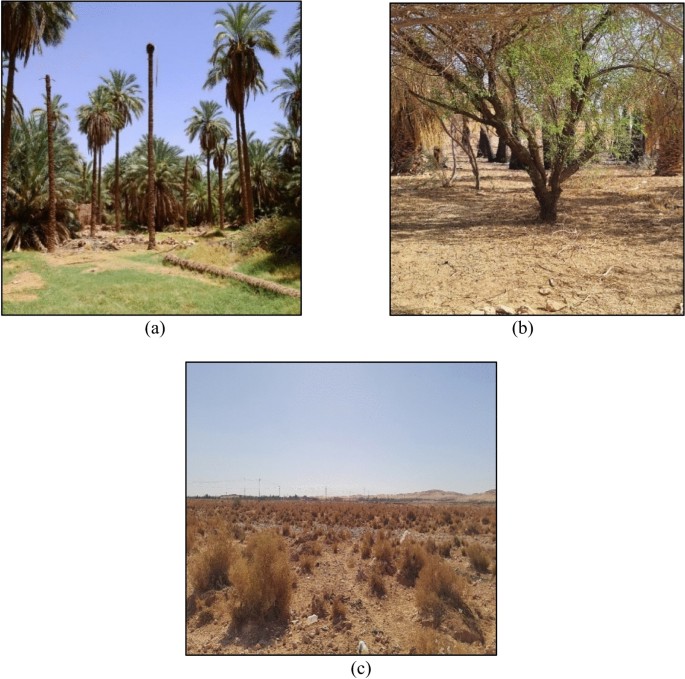 Soil carbon storage under different types of arid land use in Algeria ...