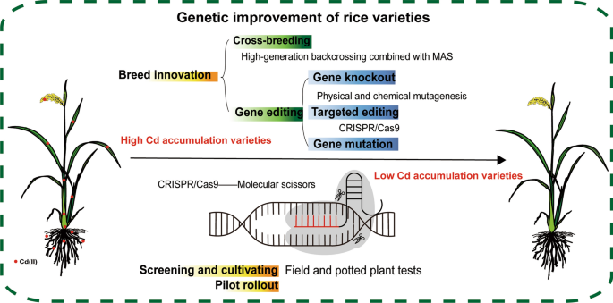 In-situ remediation of cadmium contamination in paddy fields: from ...