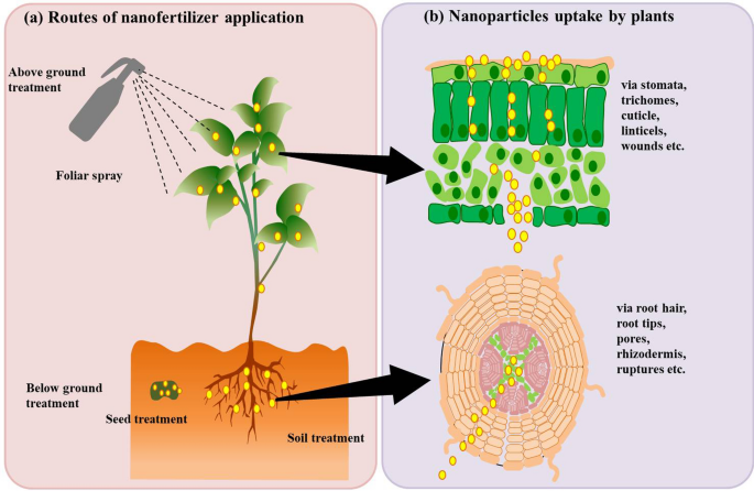 Smart nano-fertilizers: a path to sustainable agriculture ...