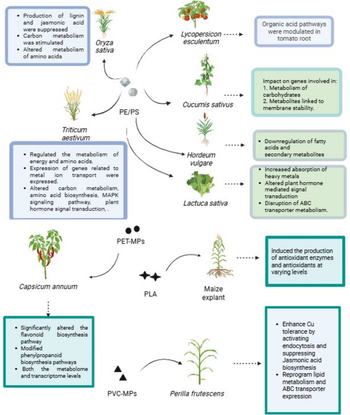 Microplastics as emerging stressors in plants: biochemical and ...