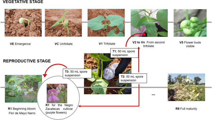 Alternaria solani IA300 induces growth and development in two common ...