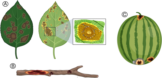 Plant pathogenic Paramyrothecium species: distribution, biology ...