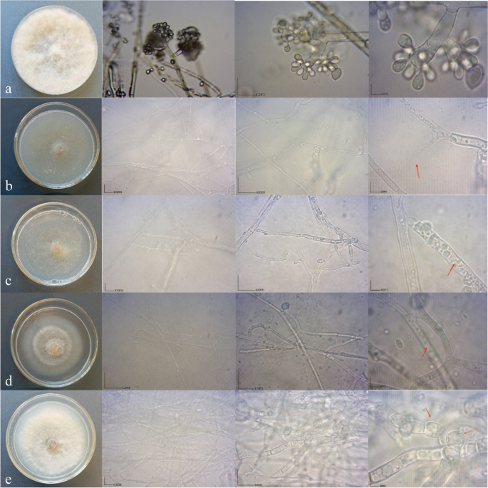 The efficiency of mineral compounds for the control of strawberry ...