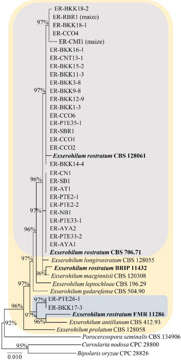 Characterization, pathogenicity and fungicide response of Exserohilum ...