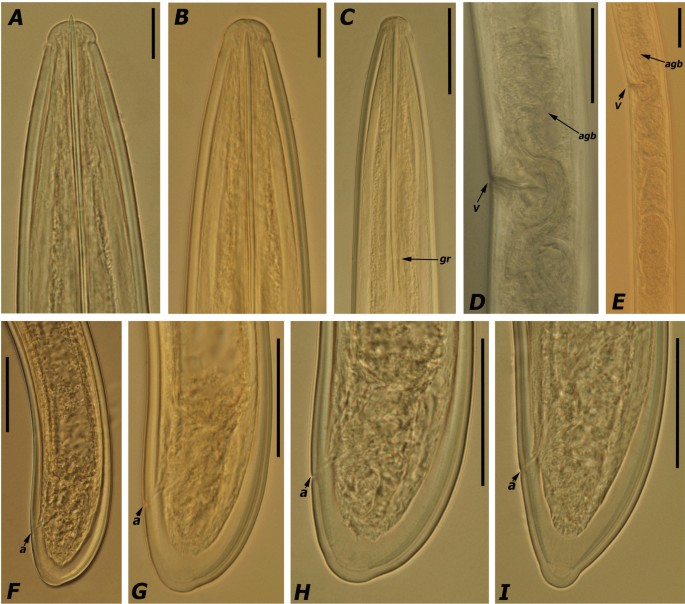 Integrative taxonomy of two known dagger nematodes of the genus ...