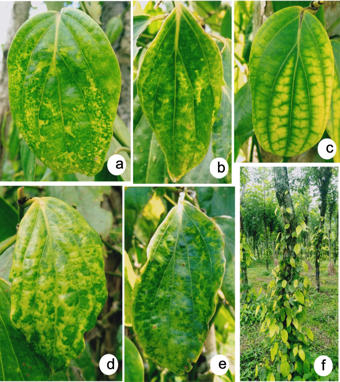 Occurrence of endogenous and episomal piper yellow mottle virus (PYMoV ...