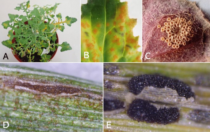 The heteroecious life cycle of a rust fungus, Puccinia rupestris on ...
