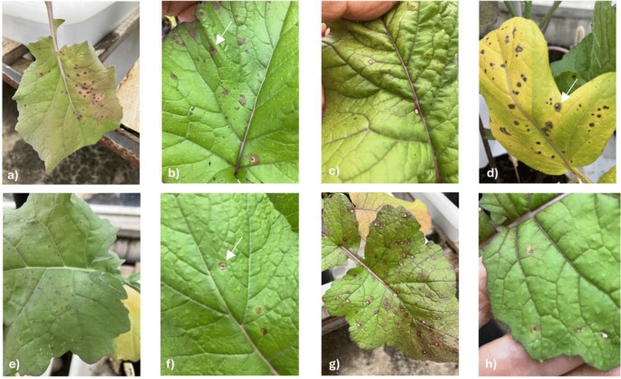 Occurrence of Alternaria brassicae in canola (Brassica napus L.) and ...