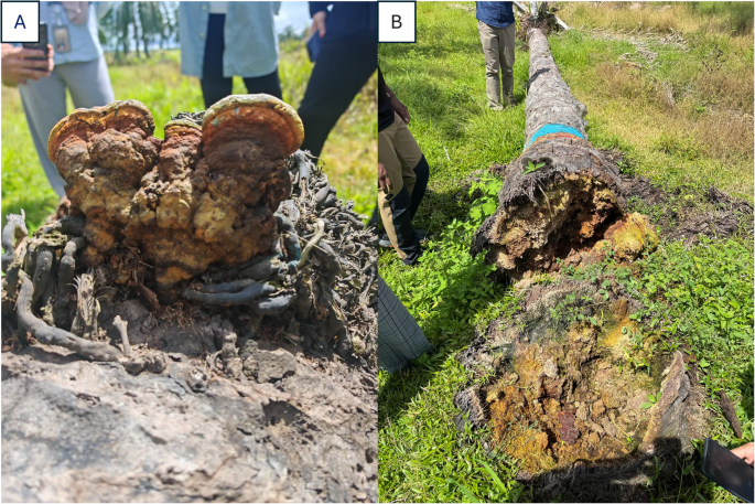 Correction: Basal stem rot of oil palm incited by Ganoderma species: A ...
