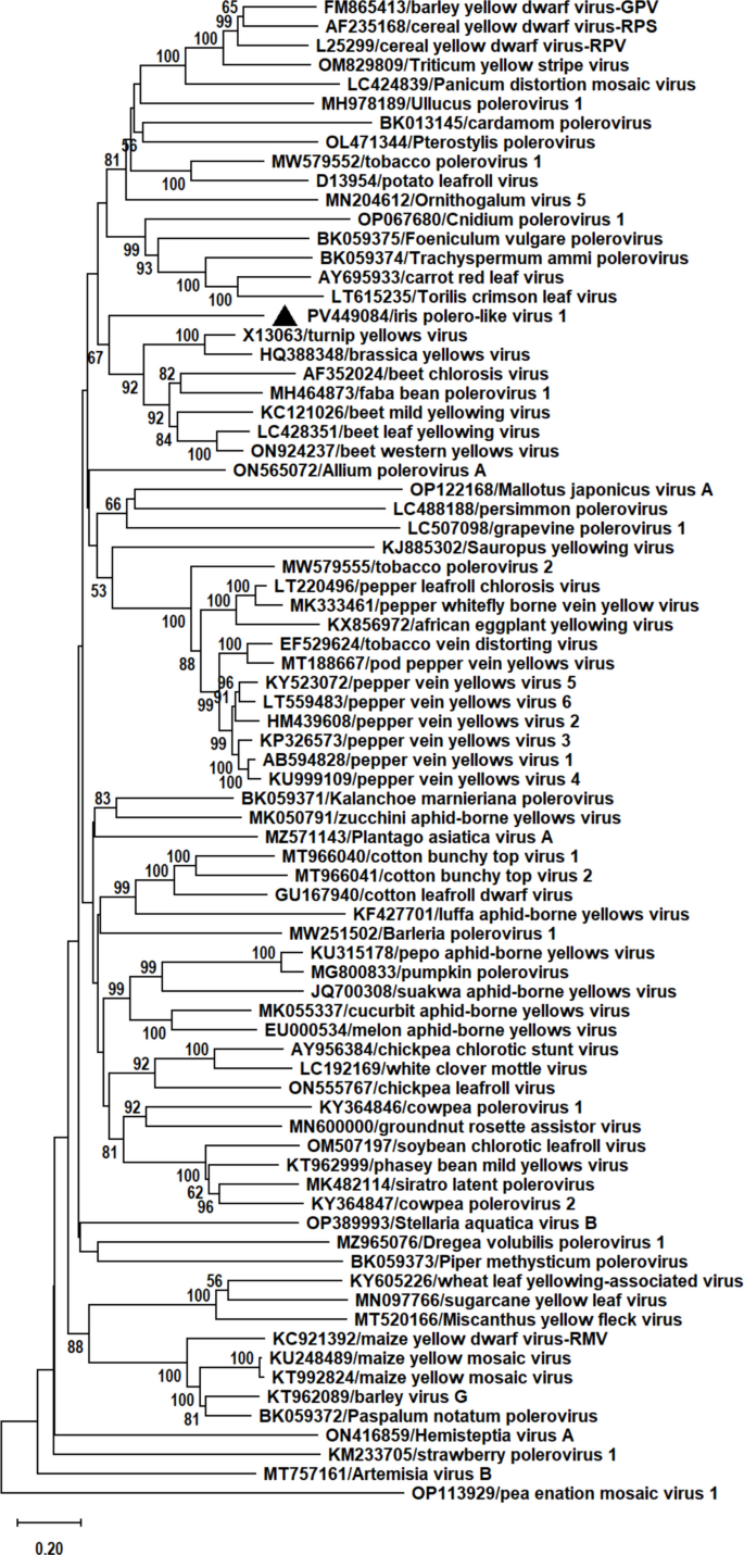 Deciphering the genomic sequence of a novel polerovirus from iris ...