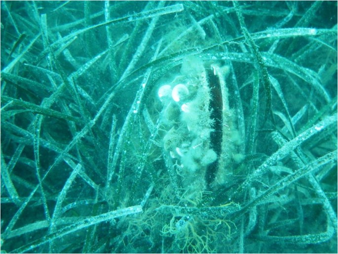 Assessment of predominant bacteria in noble pen shell (Pinna nobilis ...