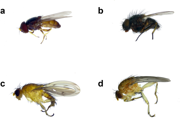 Identification of Dipteran species inhabiting Tuber aestivum (the ...