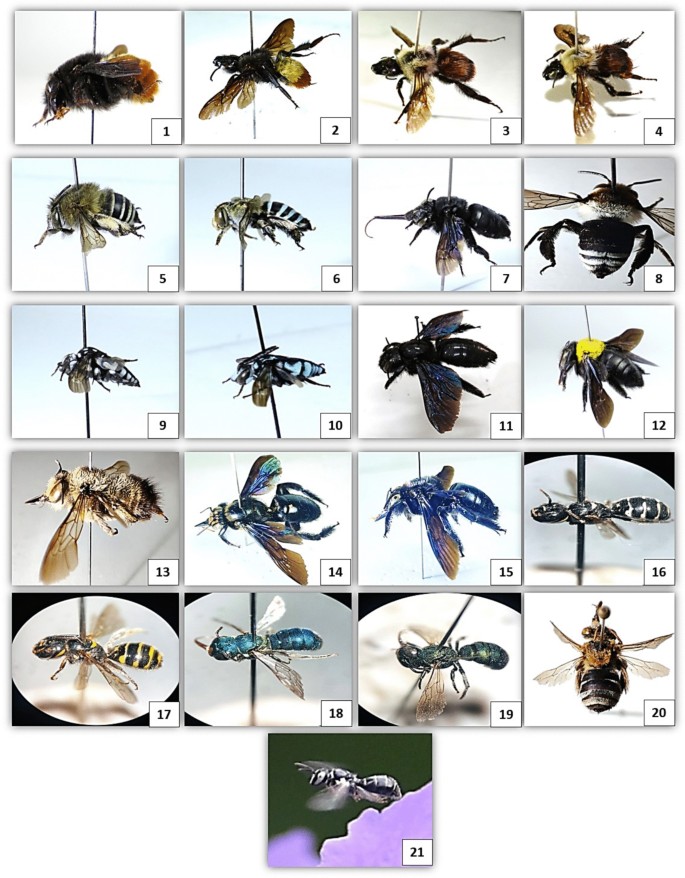 Shifting diversity patterns of non-Apis bees (family Apidae) across ...