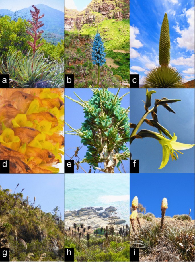 Unravelling the conservation status of the genus Puya (Bromeliaceae ...