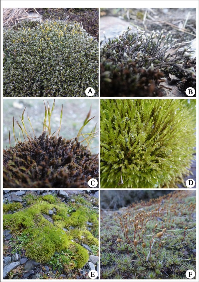 Species richness, substrata preference, and phorophyte specificity of ...