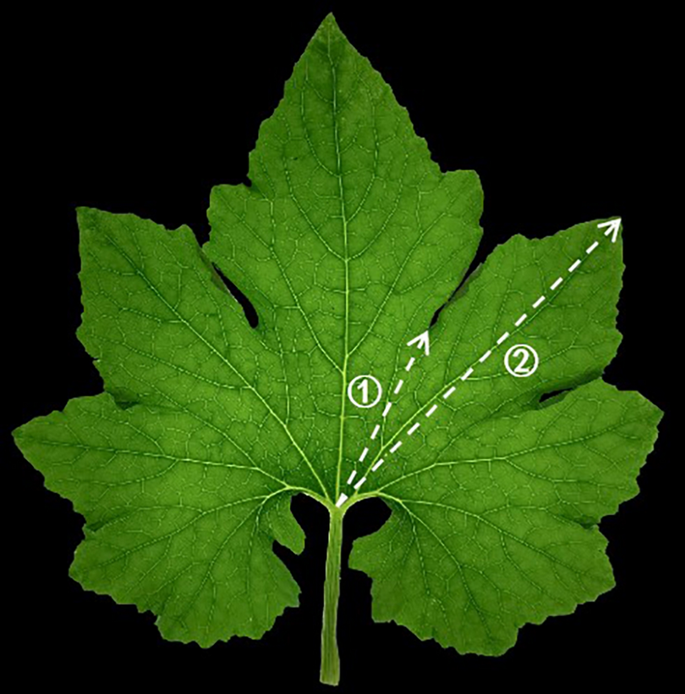 Fine mapping of BhDDL4.1, a major gene controlling the regulation of ...