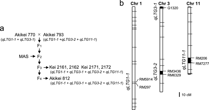 QTL pyramiding leads to enhanced seeding establishment through improved ...