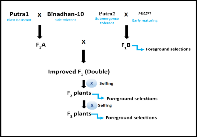 Molecular marker-assisted gene pyramiding in rice for blast resistance ...