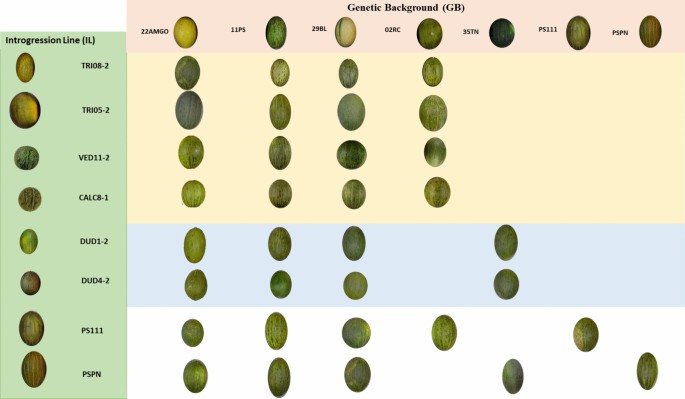 Modulating the fruit morphology of traditional melon varieties ...