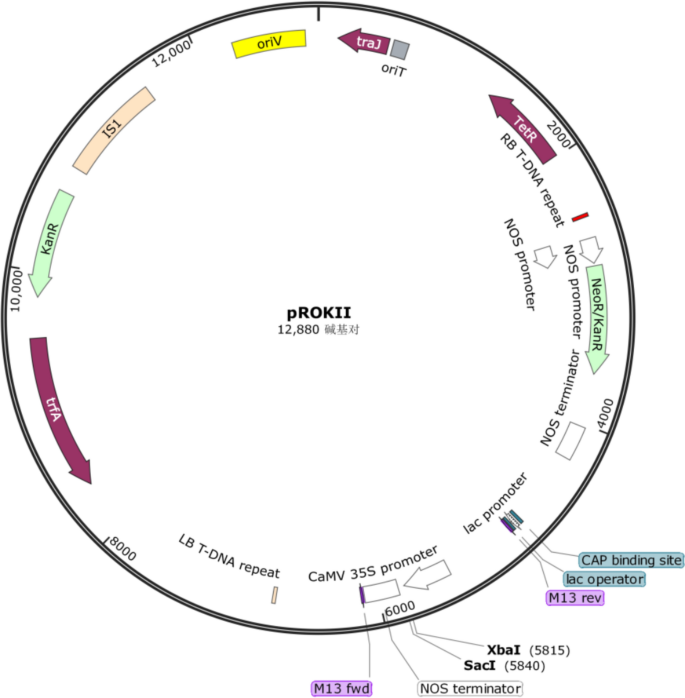 Establishment of pollen tube-mediated genetic transformation technique ...