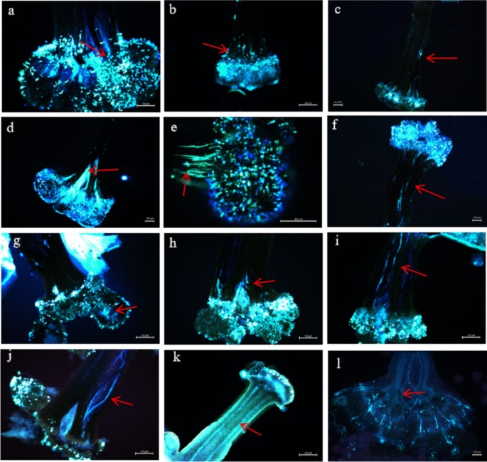 Establishment of pollen tube-mediated genetic transformation technique ...