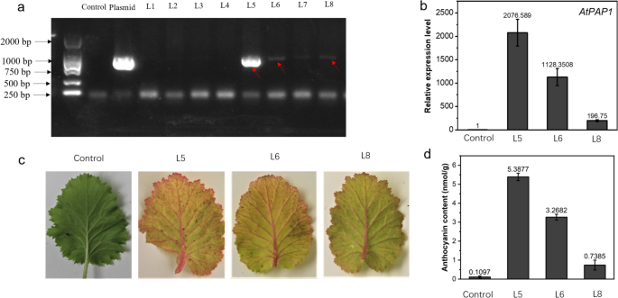 Establishment of pollen tube-mediated genetic transformation technique ...