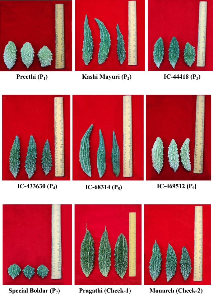 Investigating the genetic components of variation among bitter gourd ...
