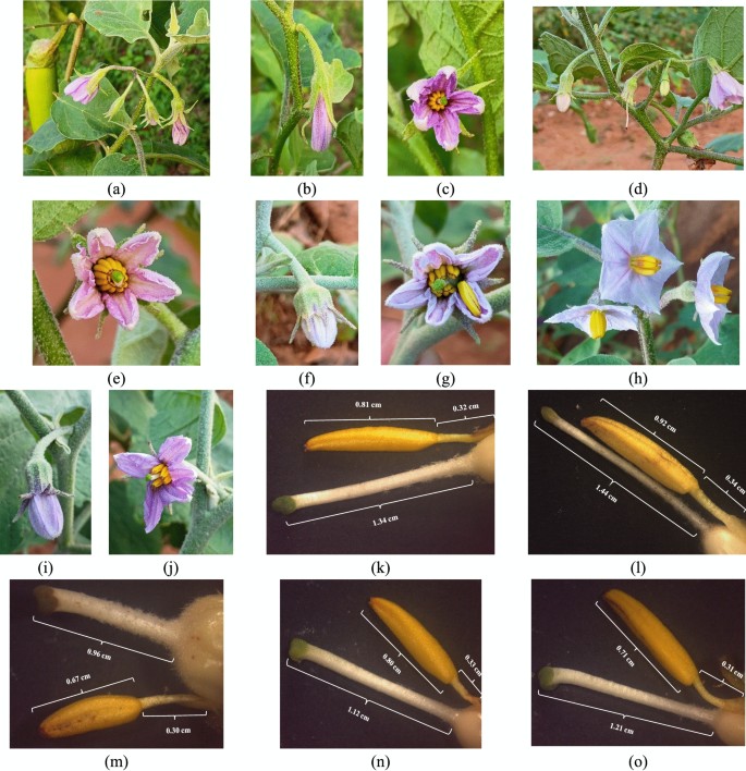 Characterisation of floral traits and analysis of gene action ...