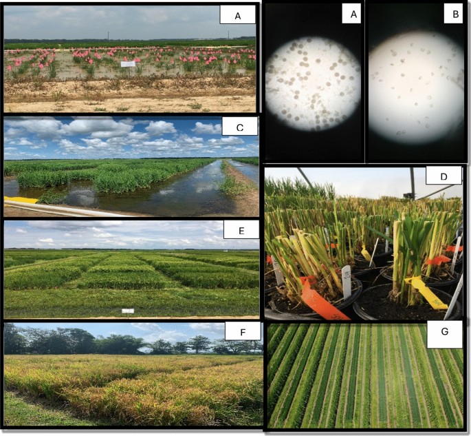 Integration of marker-assisted and field selection in developing TGMS ...