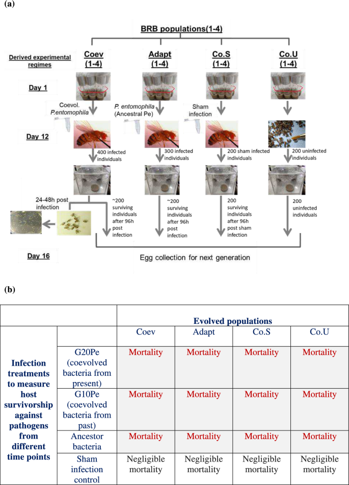Sex-specific effects of antagonistic coevolution: insights from an insect host and a bacterial ...