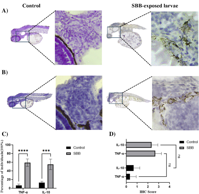 Textile azo dye, Sudan Black B, inducing hepatotoxicity demonstrated in ...