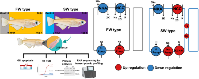 Salinity-dependent responses differentiate branchial ion regulation ...