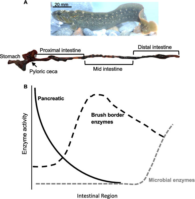Diet shifts alter the activity and distribution of digestive enzymes in ...