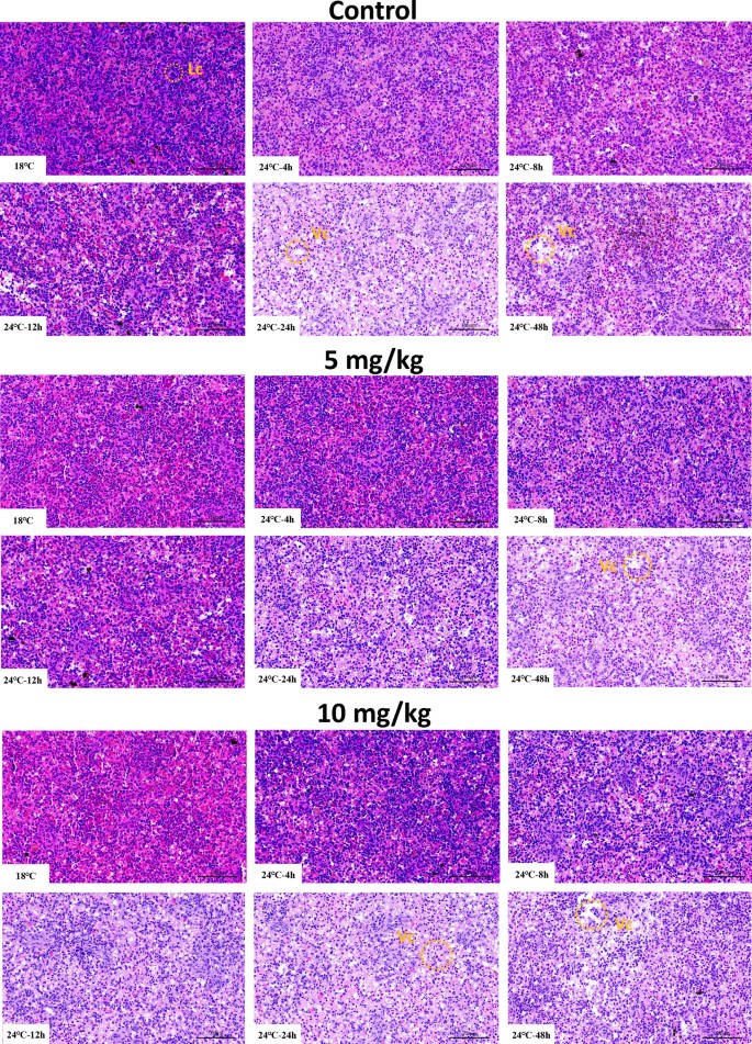 Effects of nano-selenium on the histopathological changes and gene ...