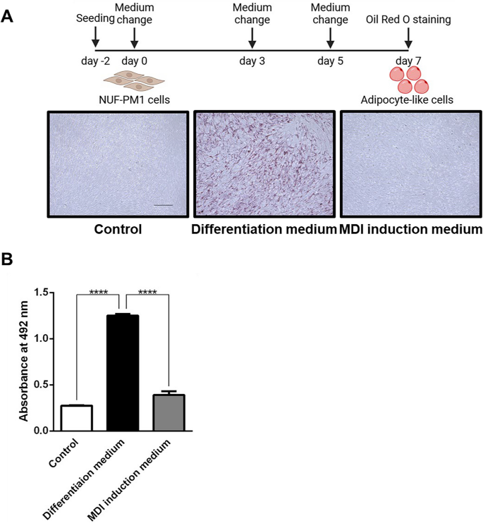 A spontaneously immortalized cell line from the muscle of red sea bream ...