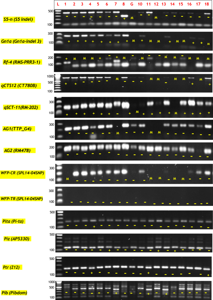 Correction: Genetic assessment of diverse rice germplasm for yield ...