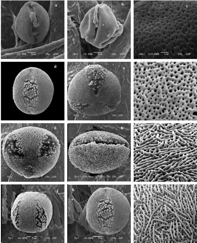 Palyno-anatomical diversity and its implication in the taxonomy of some ...