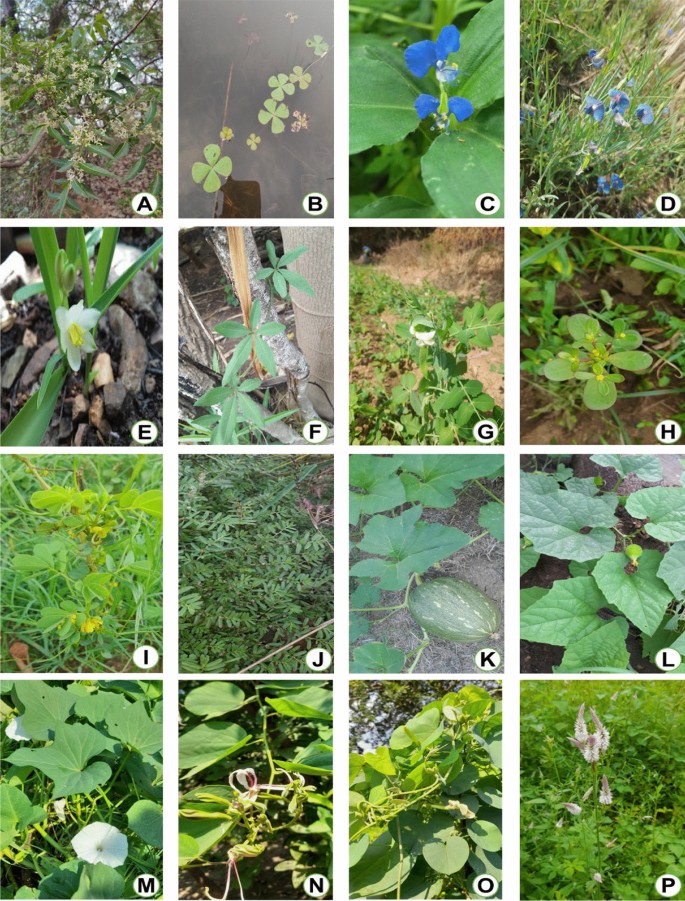 Traditional medicine insights: exploring ethnomedicinal leafy ...