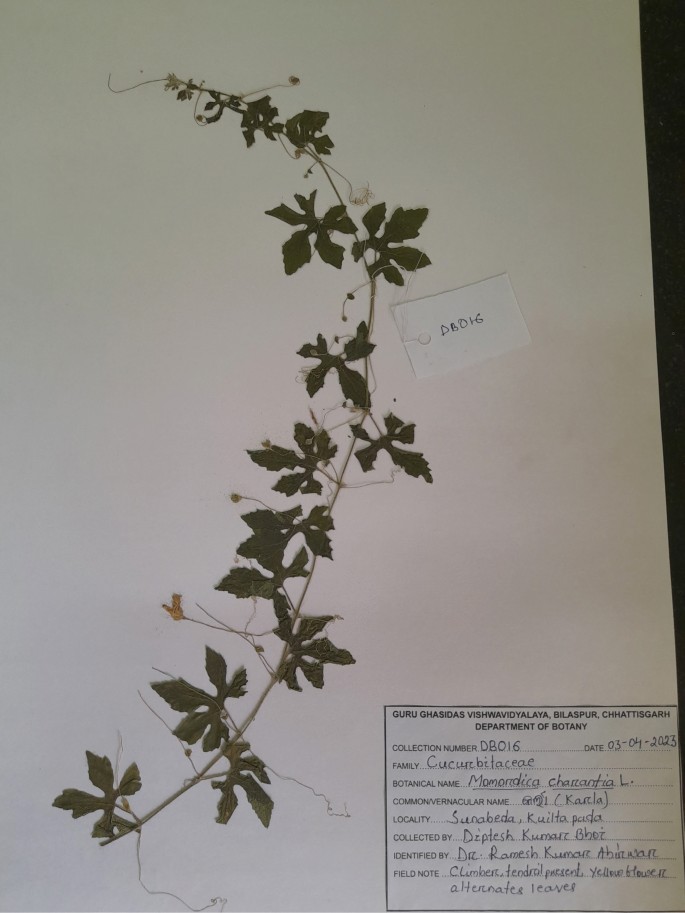 Traditional medicine insights: exploring ethnomedicinal leafy ...