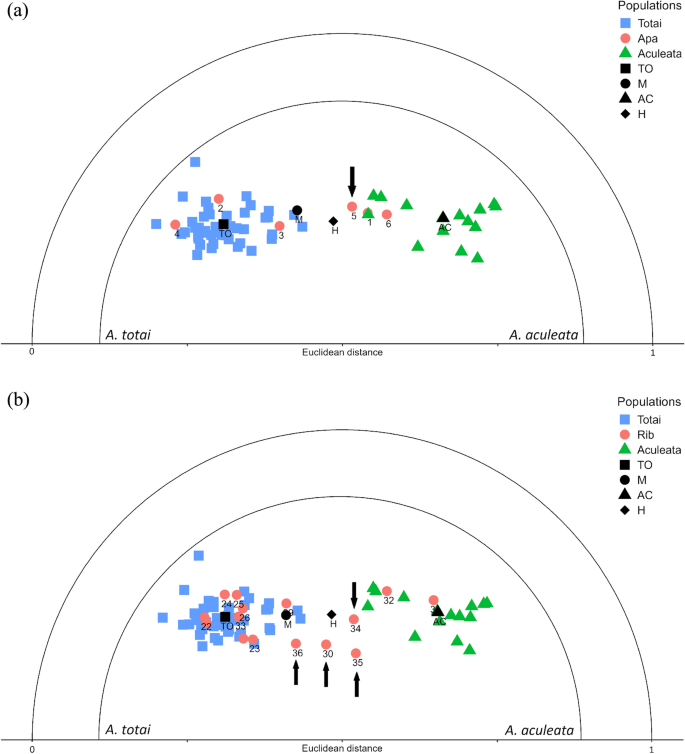 Natural interspecific hybrids between Acrocomia aculeata (Jacq.) Lodd ...