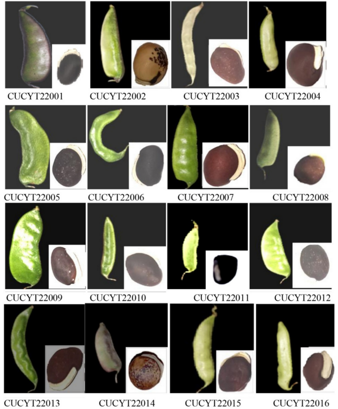 Integrative analysis of agro-morphological traits and phylogeny in ...