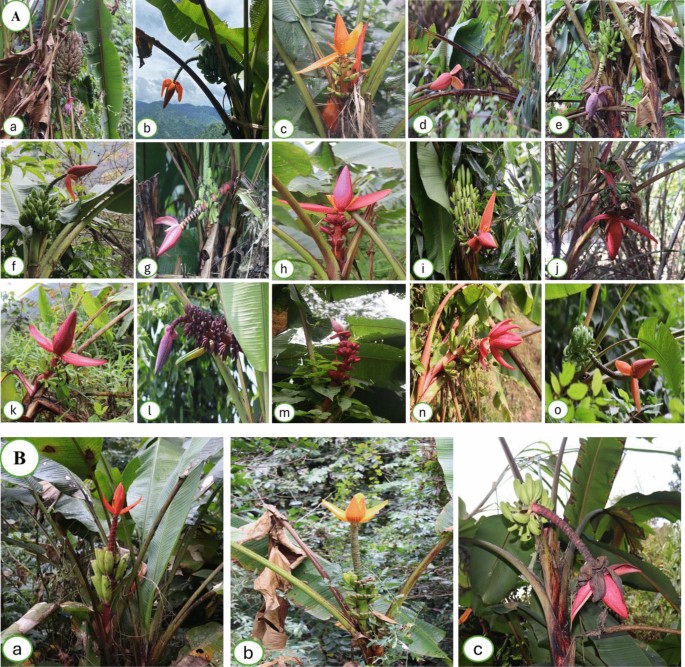 Status of wild Musa L. (Musaceae) species in Arunachal Pradesh, India ...