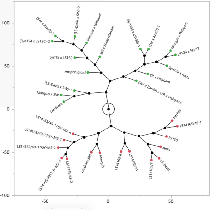 Genetic relationships and population structure of bread wheat genotypes ...
