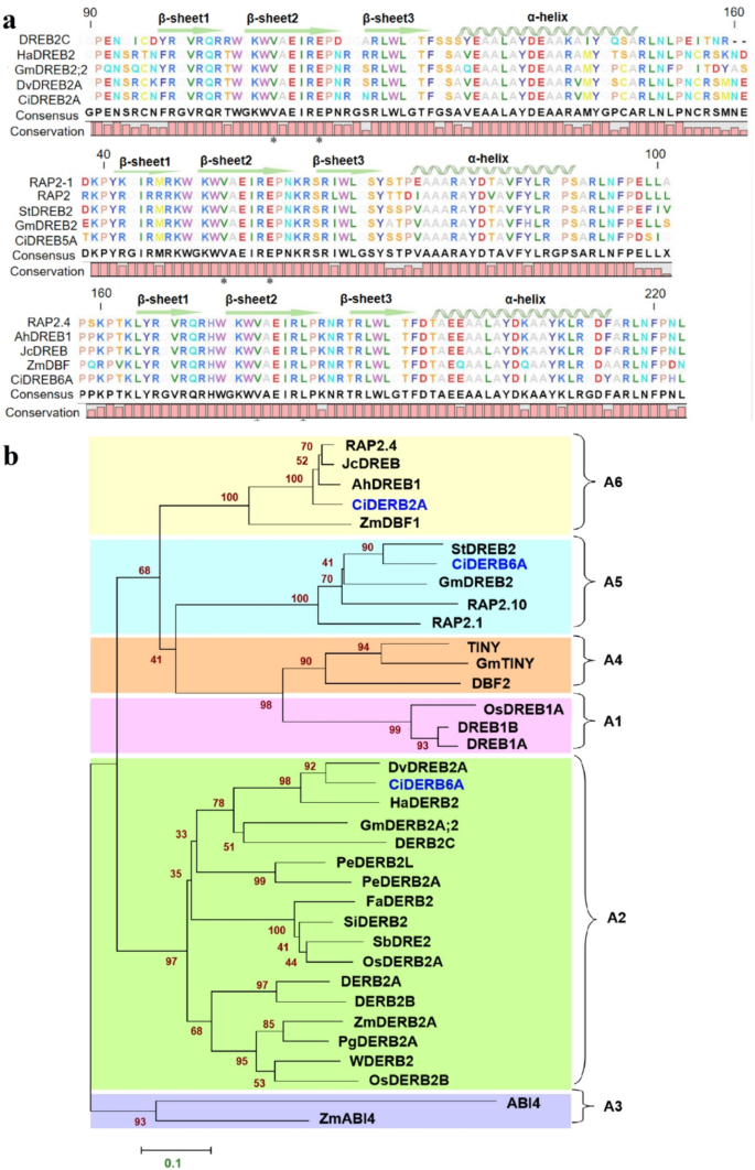 Isolation and characterization of three DREB-like genes encoding ...