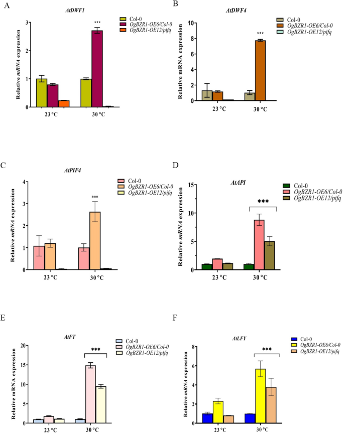Transcriptional regulation of BZR1/PIF4 is involved in high temperature ...