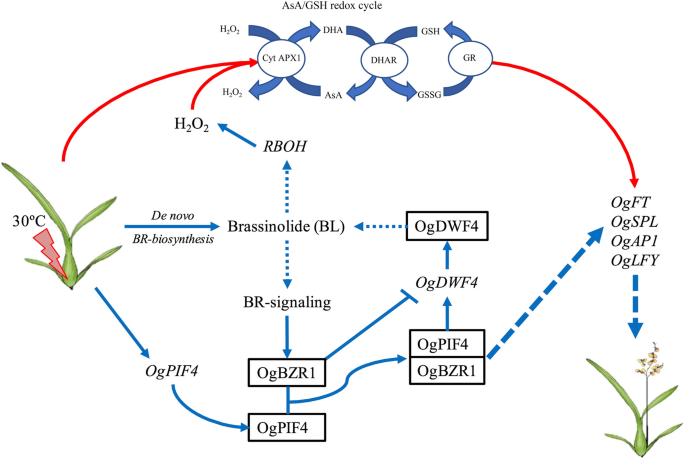 Transcriptional regulation of BZR1/PIF4 is involved in high temperature ...
