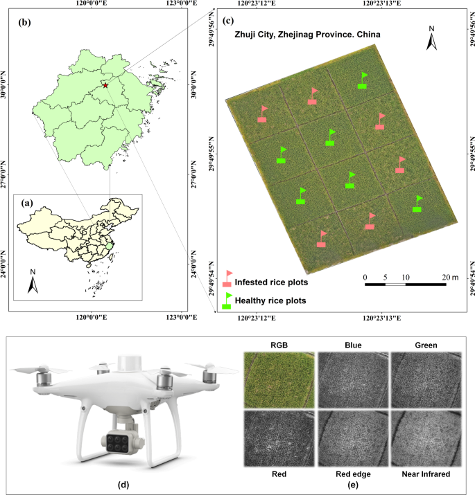 Fast detection of rice striped stem borer (Chilo suppressalis) stress ...