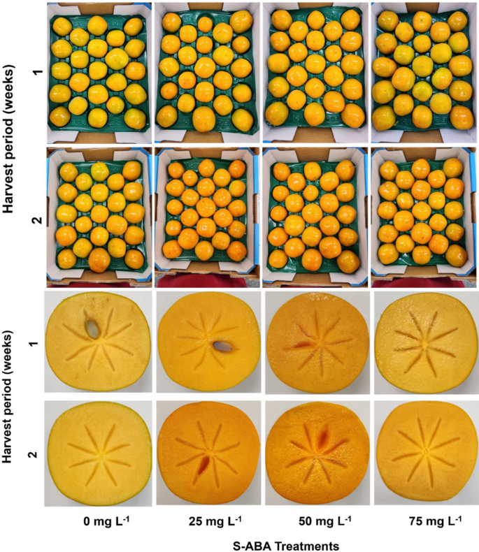 Preharvest application of abscisic acid promotes fruit ripening, colour ...
