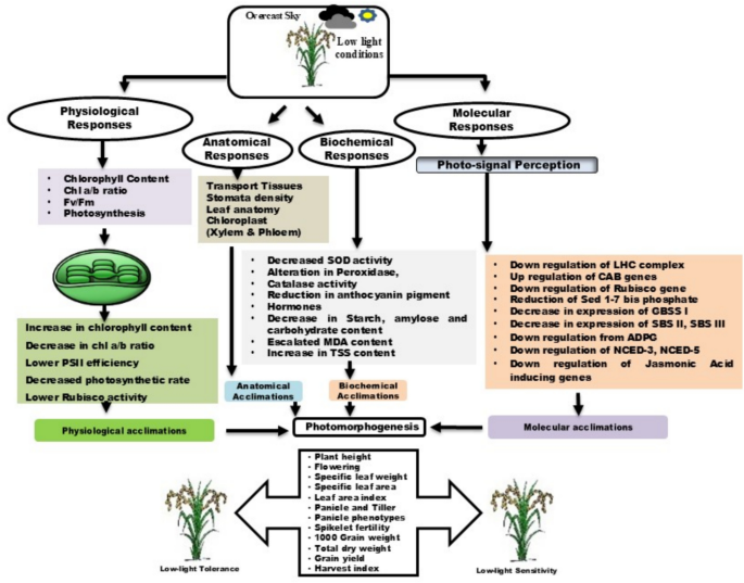 Mechanisms of low light stress in rice: current insights and future ...