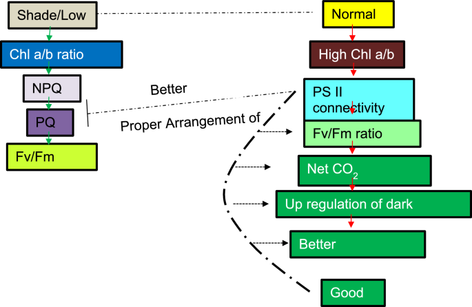 Mechanisms of low light stress in rice: current insights and future ...